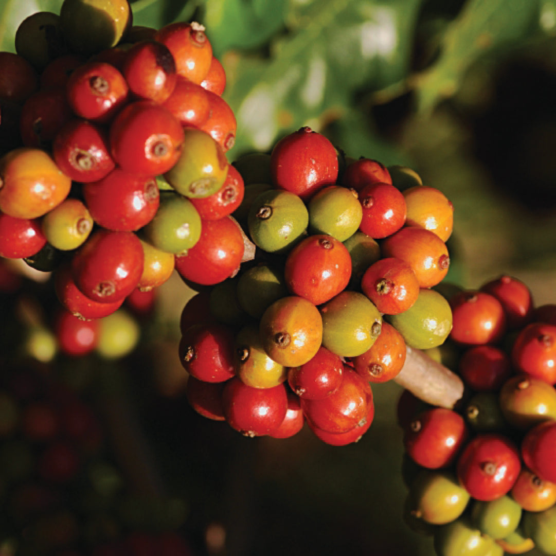 BLENDS – Roadmap CoffeeWorks